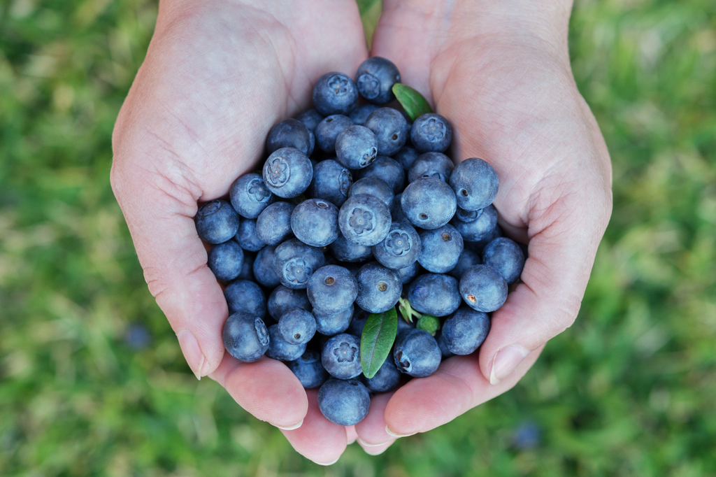 Blueberries, the Anti-Inflammatory Superfood – Dr. Nuzum's Nutraceuticals